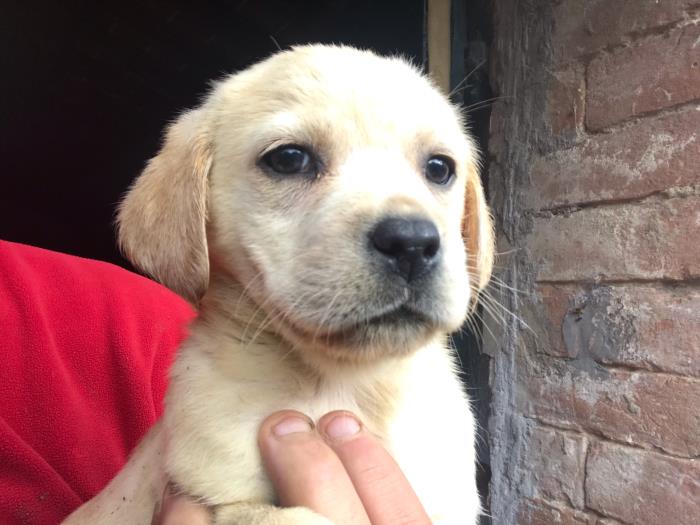 CUCCIOLI LABRADOR