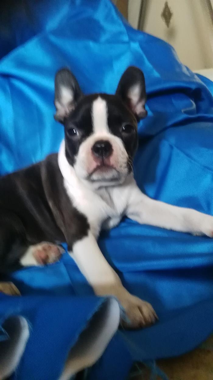 BOSTON TERRIER