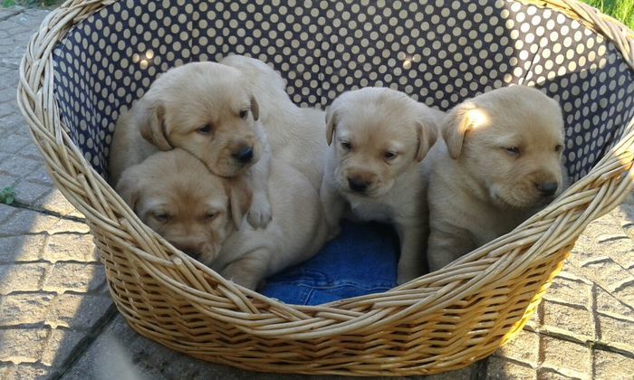 LABRADOR: VENDO ULTIMI DUE BELLISSIMI CUCCIOLI!