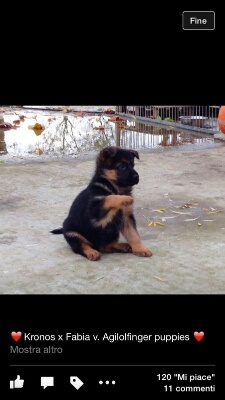 CUCCIOLI PASTORE TEDESCO