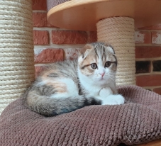 Scottish Fold Femmina disponibile per la vendita