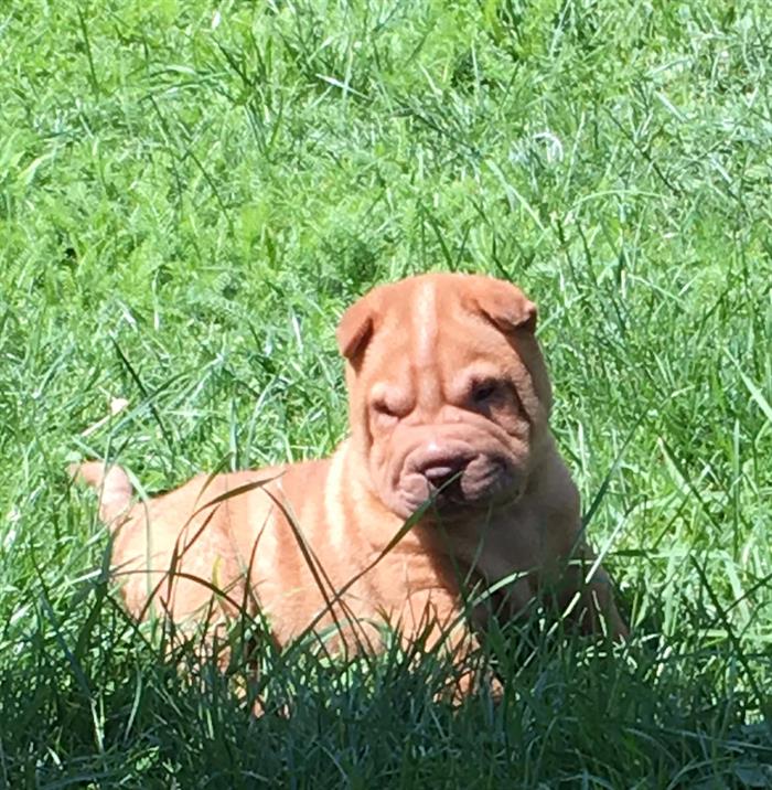 SHAR PEI