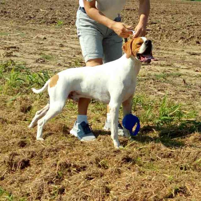 CUCCIOLI POINTER INGLESE