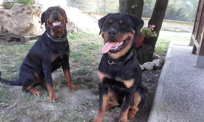 CUCCIOLI DI ROTTWEILER