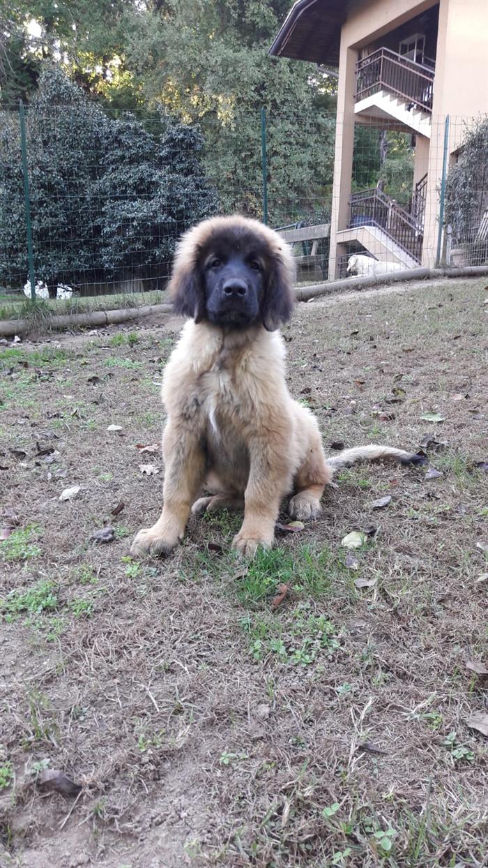 CUCCIOLI DI LEONBERGER