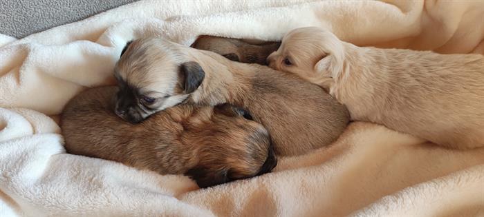 STUPENDI CUCCIOLI DI CHIHUAHUA