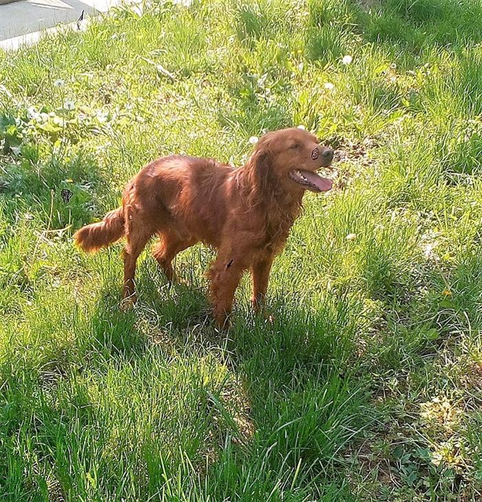 PIPPO UN SIMIL SETTER IRLANDESE