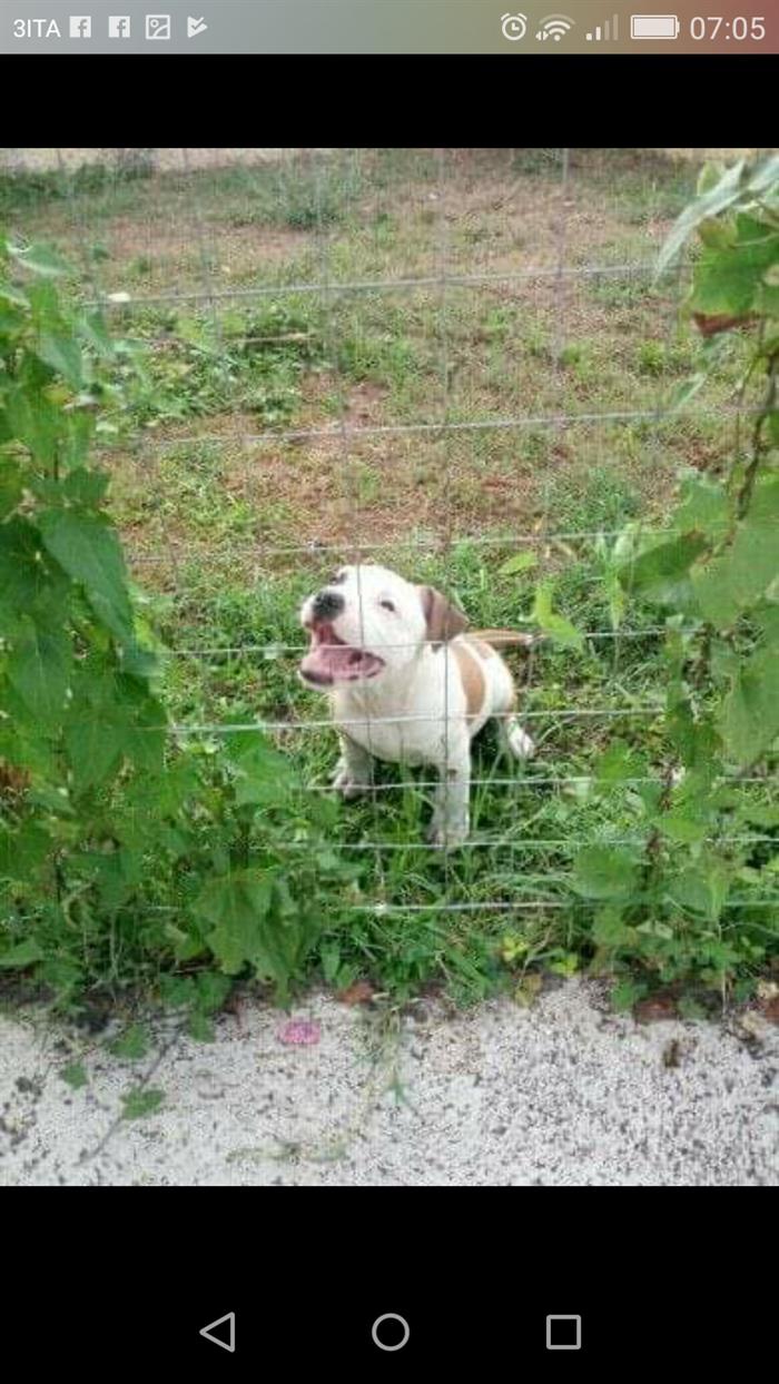 CUCCIOLO AMSTAFF