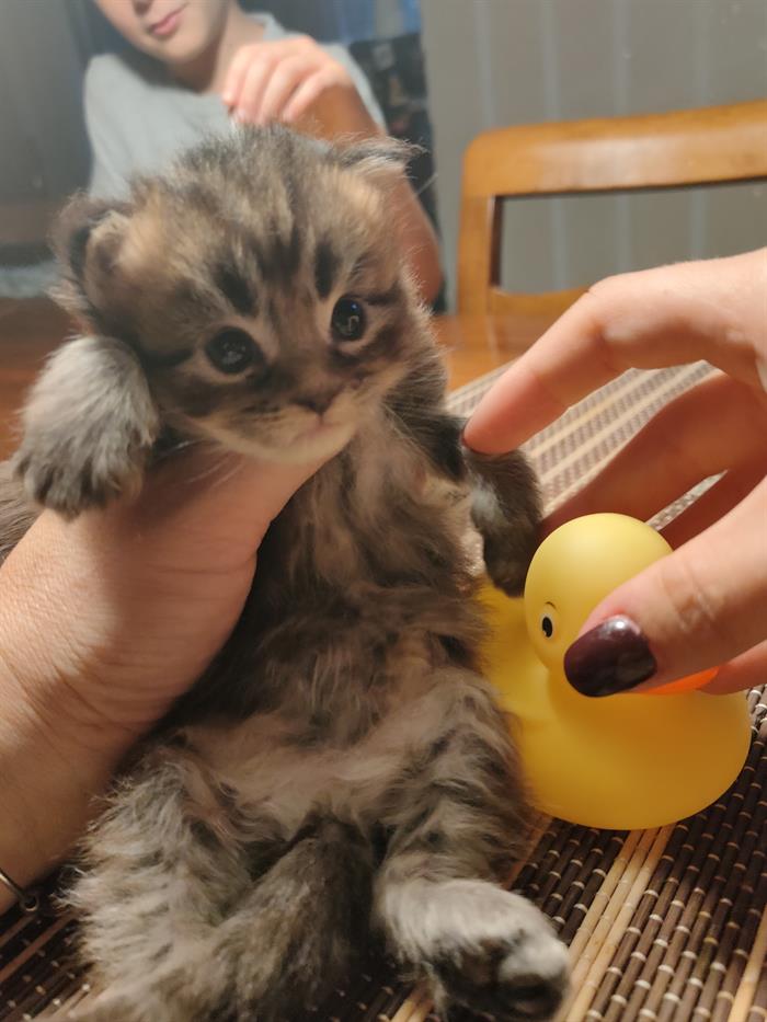 SPETTACOLARI CUCCIOLI MAINE CON CERCANO MAMMA