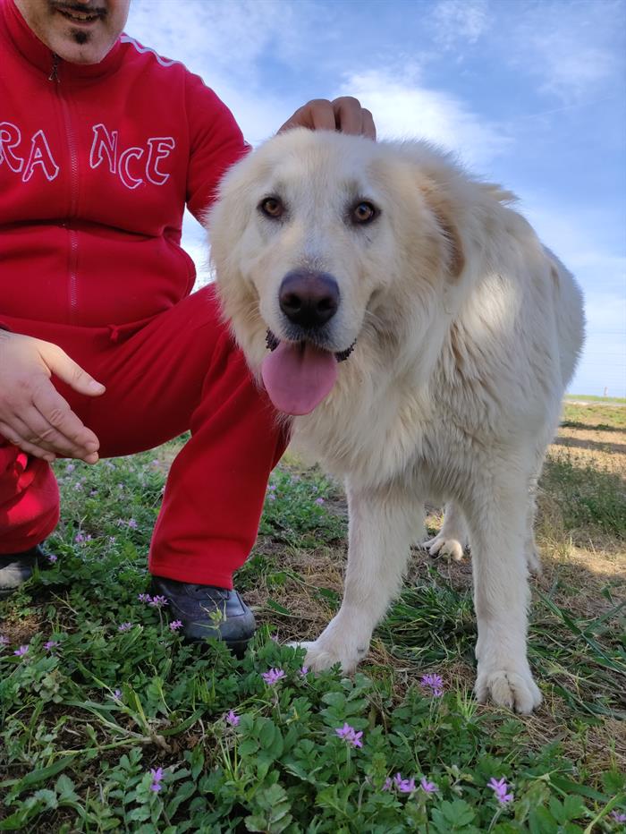 MERAVIGLIOSO CUCCIOLONE DI MAREMMANO