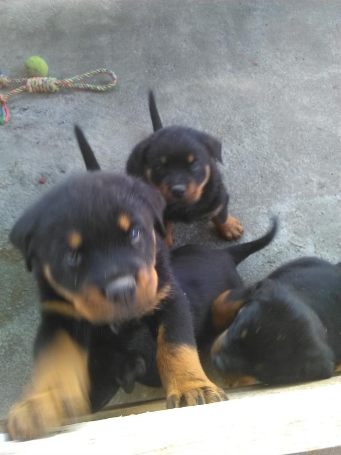 CUCCIOLI ROTTWEILER