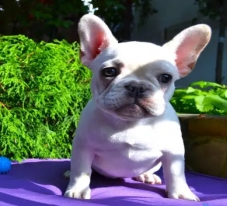 Cuccioli di bulldog francese