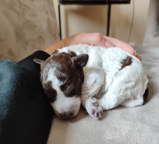 Cucciola di Lagotto Romagnolo pedigree Roi 