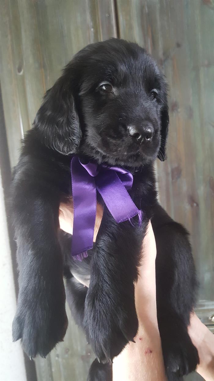 CUCCIOLI DI FLAT COATED RETRIVER