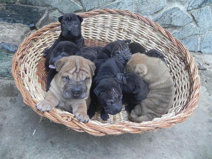 SHAR-PEI CUCCIOLI