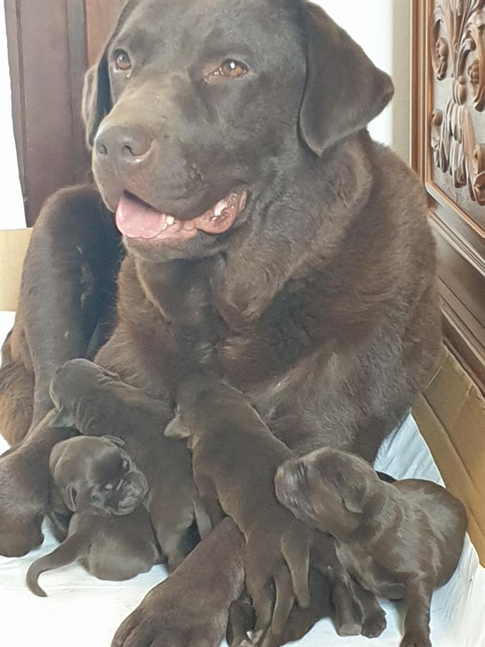 CUCCIOLI DI LABRADOR CHOCOLATE