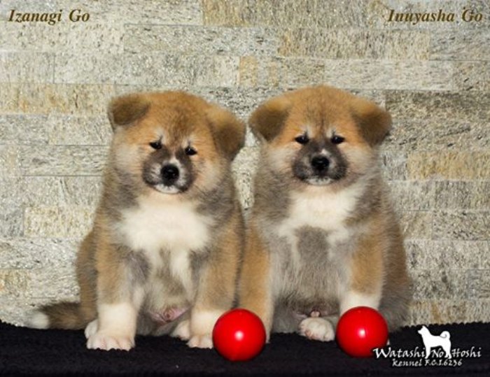 AKITA INU CUCCIOLI