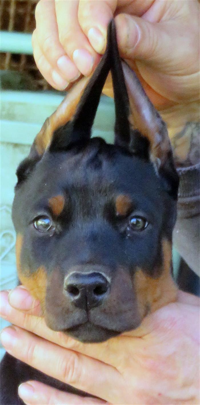 DOBERMANN CUCCIOLI