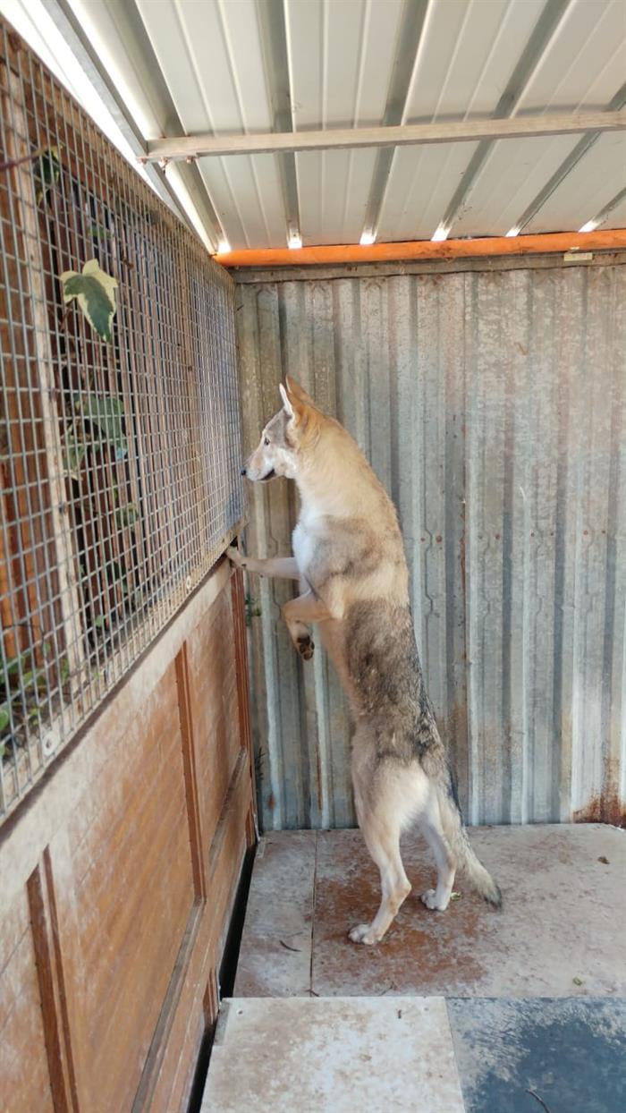 CUCCIOLI CANE LUPO CECOSLOVACCO