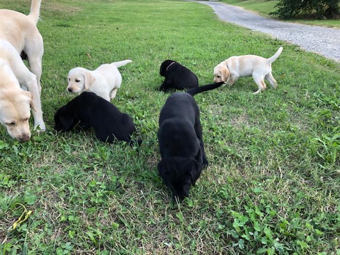 LABRADOR CUCCIOLI