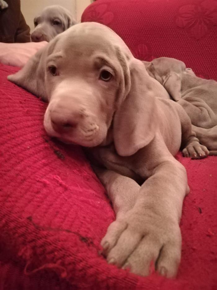 CUCCIOLI WEIMARANER CON PEDIGREE