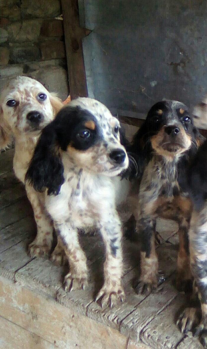 CUCCIOLI SETTER INGLESI