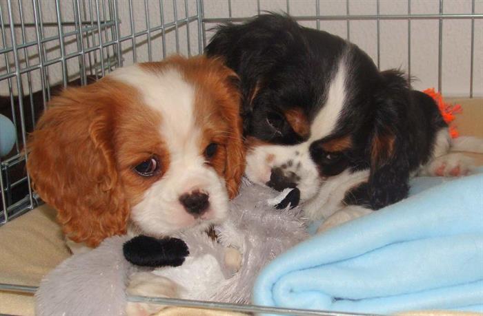 CUCCIOLI CAVALIER KING CHARLES SPANILE BLENHEIM