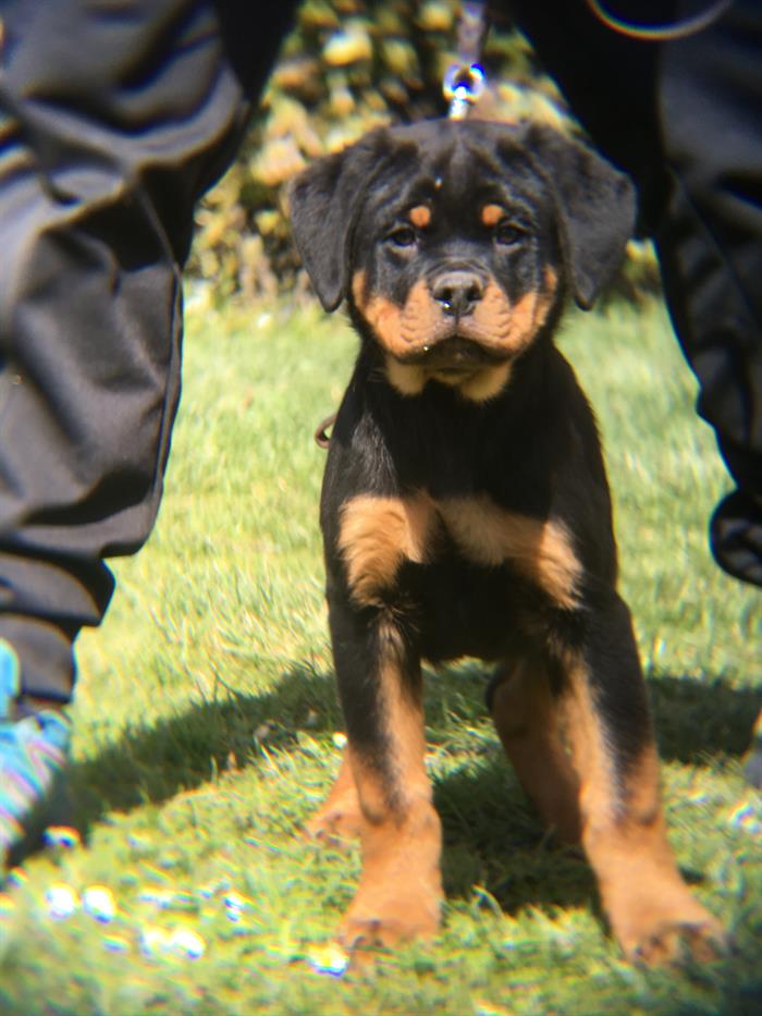 CUCCIOLI ROTTWEILER