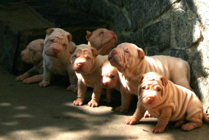 SHAR-PEI