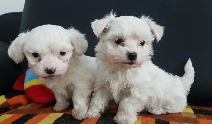 MALTESE MINI TOY