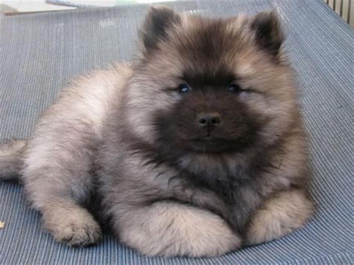 CUCCIOLI KEESHOND/WOLFSPITZ/SPITZ LUPO