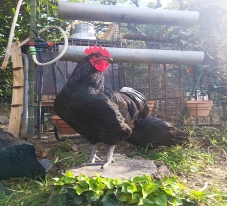 Gallo australorp 