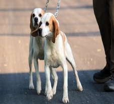 COPPIA DI BEAGLE