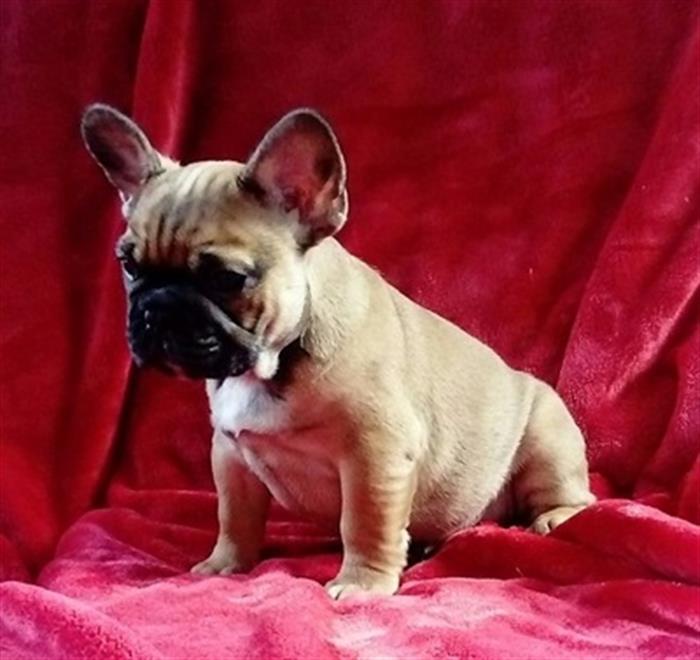 CUCCIOLI DI BULLDOG FRANCESE