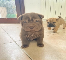 Animali sharpei 