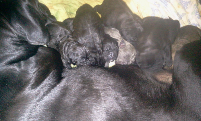 CANE CORSO