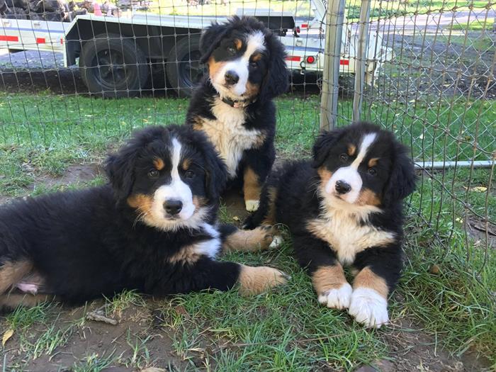 CUCCIOLI DI BOVARO DEL BERNESE-REGALO