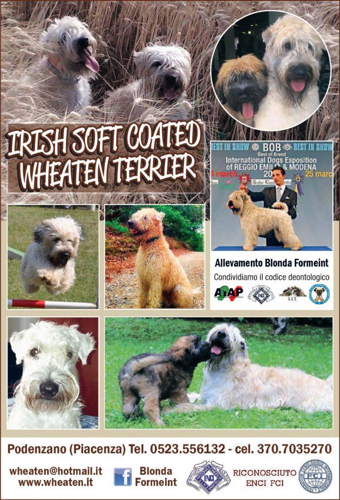 IRISH SOFT COATED WHEATEN TERRIER