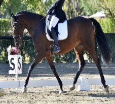 Vendo cavalla dressage 2009