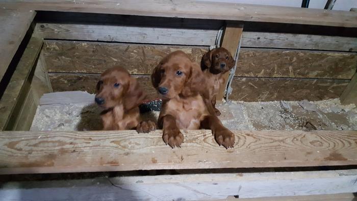 CUCCIOLI DI SETTER IRLANDESI BELLISSIMI