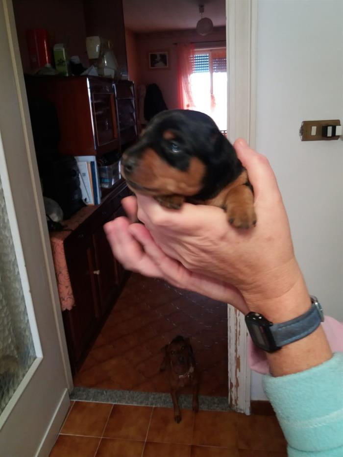 ZWERGPINSCHER PICCINI D.O.C. CON PEDIGREE