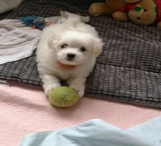 I nostri bellissimi coton de tulear sono pronti