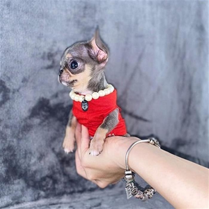 CHIHUAHUA TOY TEACUP CUCCIOLI