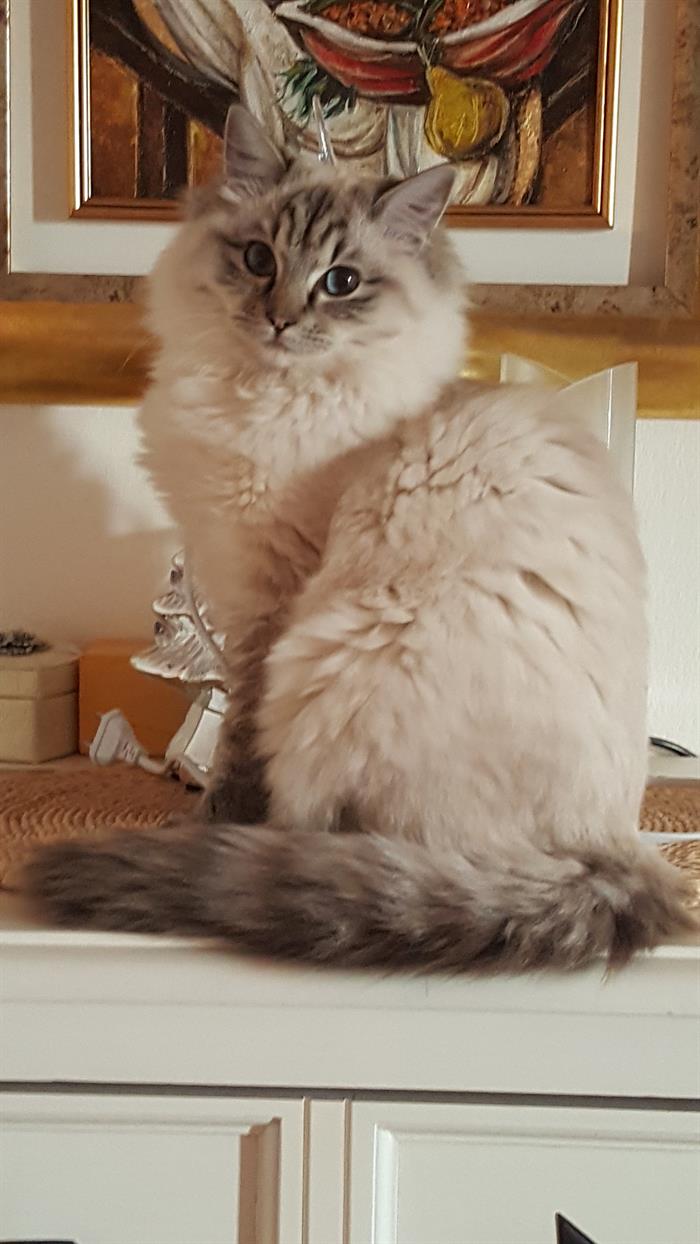 CUCCIOLI DI GATTO RAGDOLL