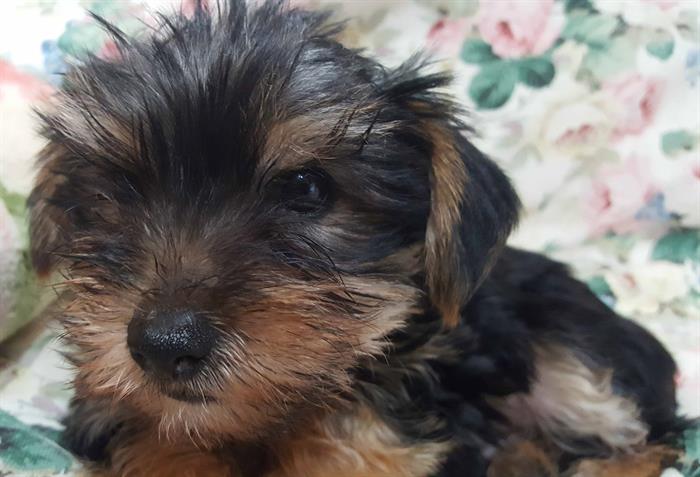 YORKSHIRE TERRIER MASCHIO