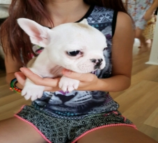 Bellissimi cuccioli di Bulldog francese