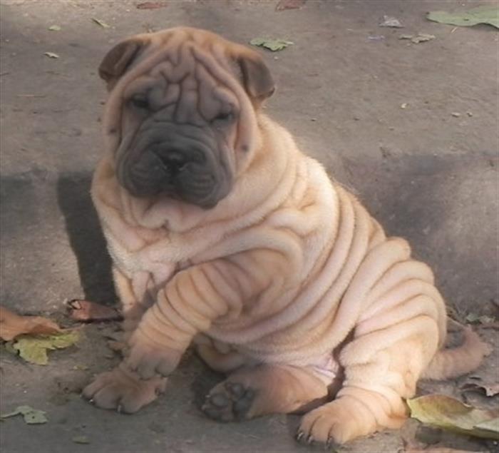 SHAR-PEI