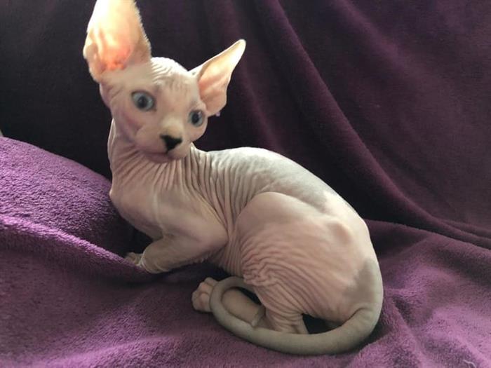 CUCCIOLI SPHYNX