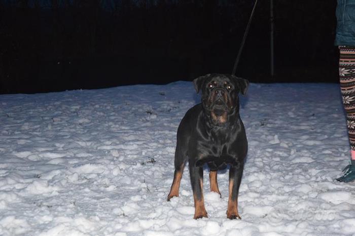 CUCCIOLI ROTTWEILER