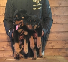 Cucciolata di 8 splendidi cuccioli di rottweiler